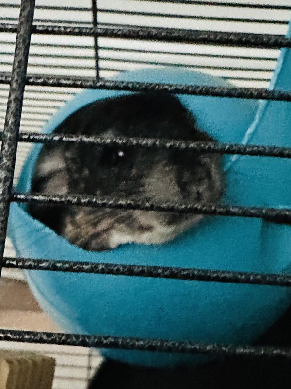 LIXIT Critter Space Pod Small Animal Hideout, Color Varies, Large ...