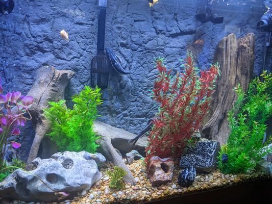 PYTHON No Spill Clean & Fill Aquarium Maintenance System, 100-ft ...