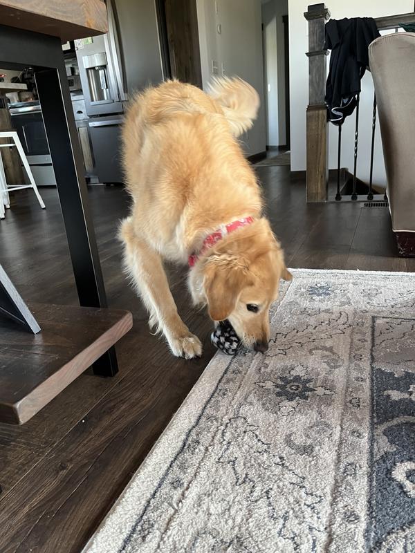 FRISCO Halloween TPR Bone Squeaky Dog Toy, Candy Corn & Ghosts, Medium ...