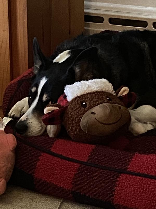 Temporarily Unavailable - FRISCO Holiday Cozy Moose Round Plush Squeaky ...