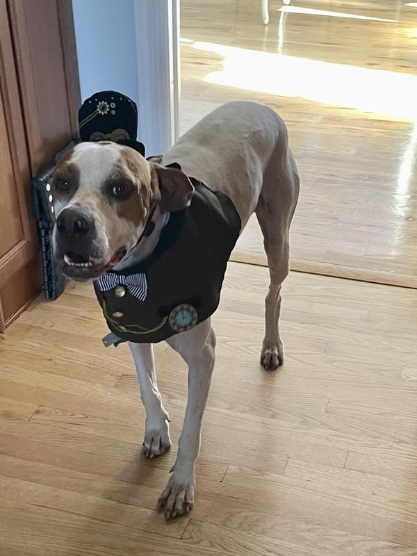 PET KREWE Steam Punk Dog Costume, Medium/Large - Chewy.com