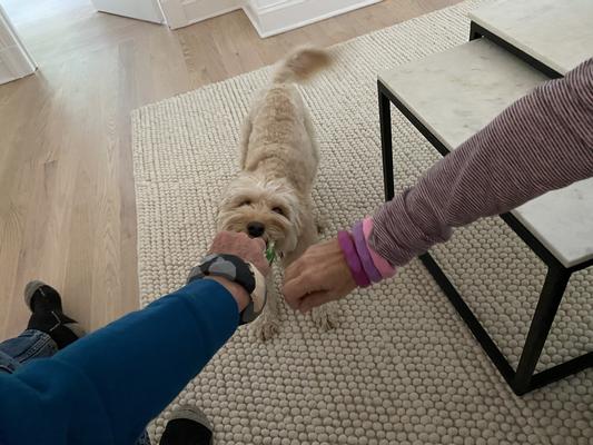 SWEET PAWS Wearable Puppy Teether Stack Party of 4, Put it in Neutral ...