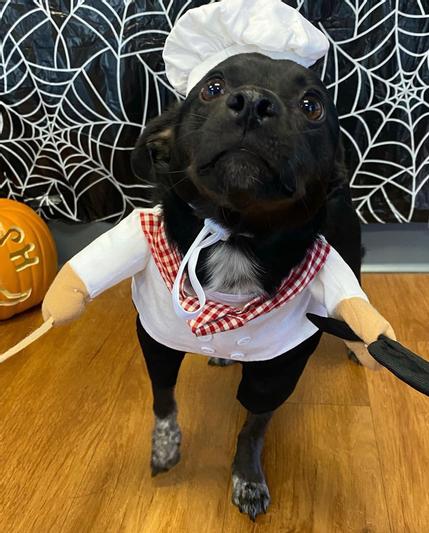 Discontinued - FRISCO Front Walking Chef Dog & Cat Costume, Small ...