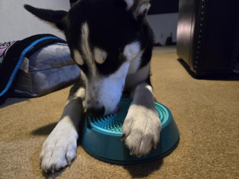 KONG Licks Spinz Dog Treat Dispensers Toy, Teal, Large - Chewy.com