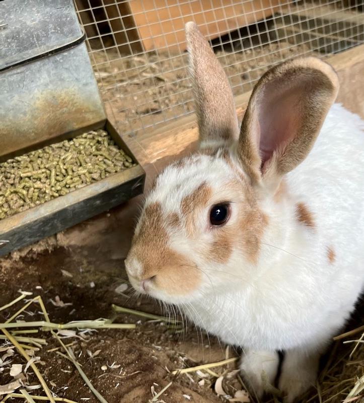 KENT / BLUE SEAL Home Fresh Pro Hutch 16 Pellet Rabbit Food, 25-lb bag ...