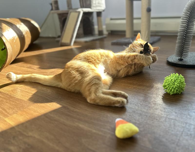 Out of Stock - FRISCO Halloween Spring, Moppy Ball & Plush Variety Pack ...