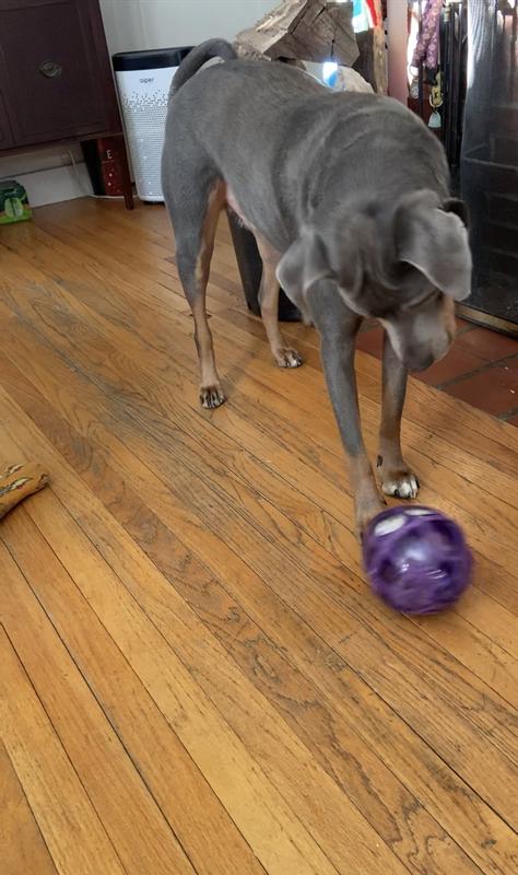 PETSAFE Busy Buddy Kibble Nibble Treat Dispenser Dog Toy, Small - Chewy.com