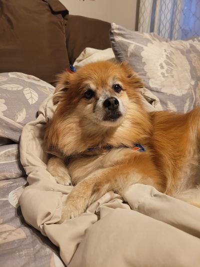 PUP-PERONI Minis Original Beef Flavor Dog Treats, 22.5-oz bag - Chewy.com