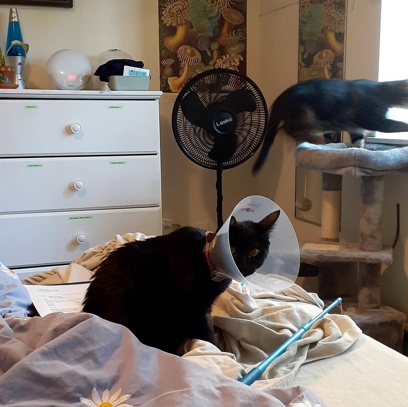 SMARTYKAT Frisky Flyer Feather Wand Cat Toy, 24-in - Chewy.com