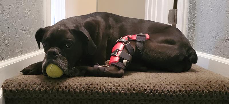 PREVICOX (Firocoxib) Chewable Tablets for Dogs reviews - Chewy.com