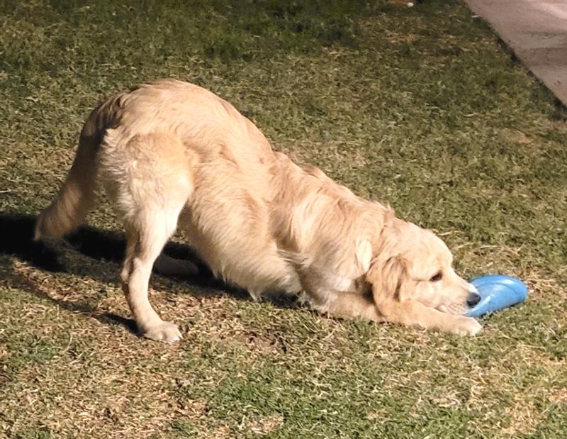 FRISCO Fetch Rubber Flyer Dog Toy, Medium/Large - Chewy.com