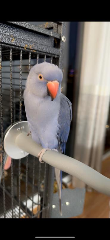 Discontinued - K&H PET PRODUCTS Thermo-Perch Heated Bird Perch Gray ...