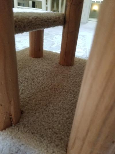 FRISCO 20-in 3-Step Real Carpet Wooden Cat Steps, Beige - Chewy.com