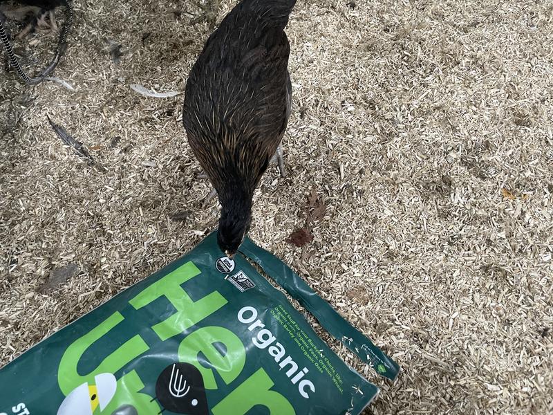 HEN UP Starter Grower Organic Non-GMO 18% Protein Chicken Feed, 25-lb ...