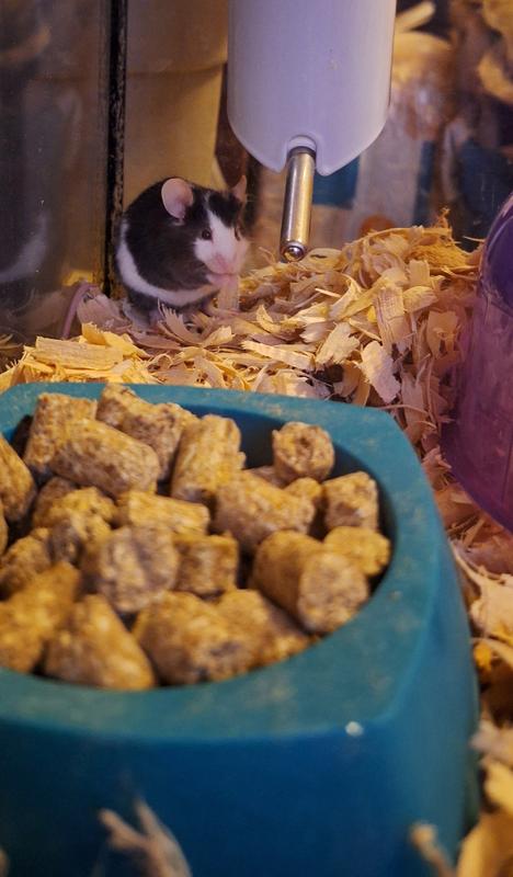 OXBOW Garden Select Mouse & Young Rat Food, 2-lb bag - Chewy.com