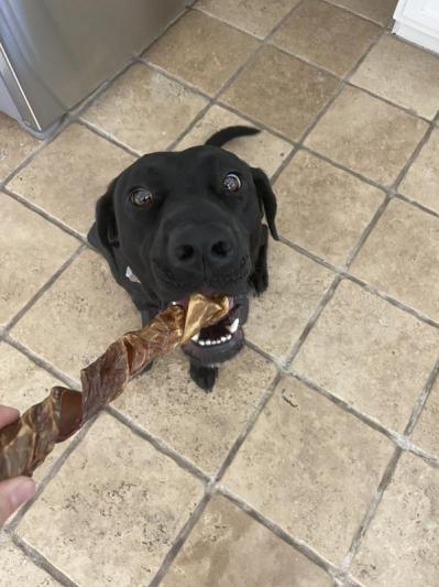 BONES & CHEWS Beef Gullet Springs 7-8" Dog Treats, 3 count - Chewy.com