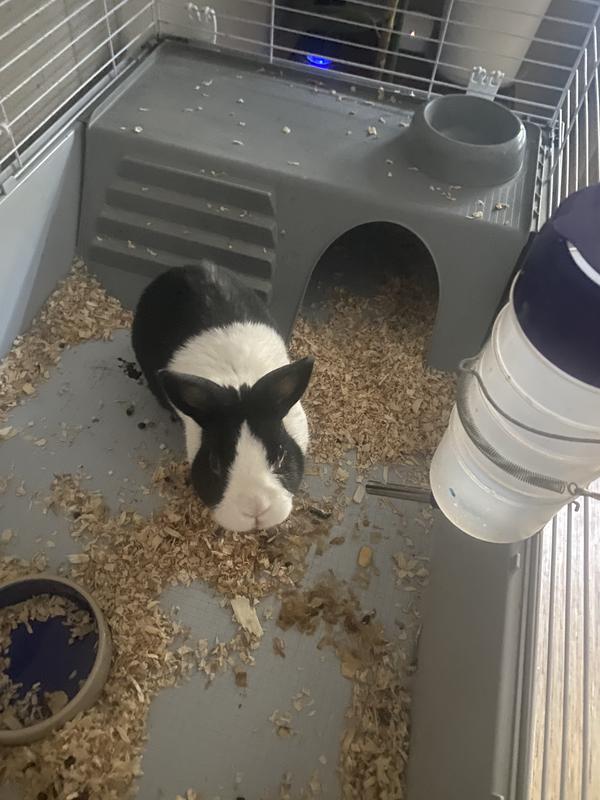 KENT / BLUE SEAL Home Fresh Pro Hutch 16 Pellet Rabbit Food, 25-lb bag ...