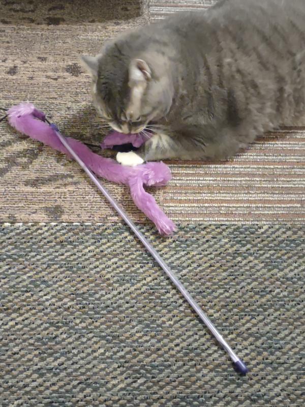 FRISCO Halloween Ghost & Fabric Teaser Wand Cat Toy with Catnip - Chewy.com