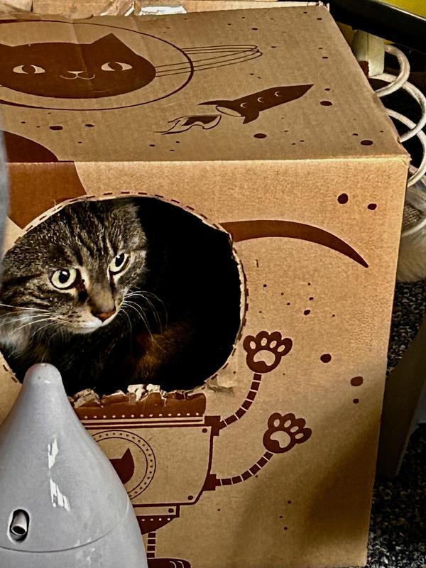 RX VITAMINS Rx Essentials Powder Multivitamin for Cats, 4-oz bottle ...