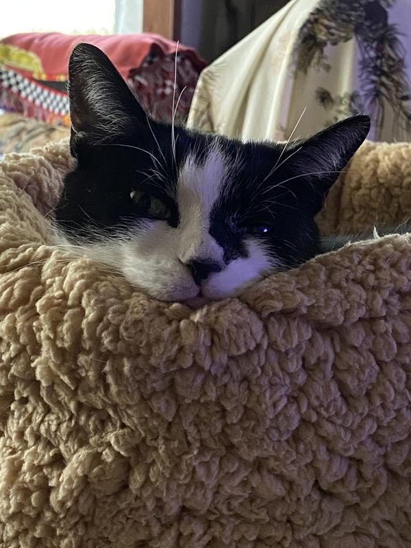 K&H PET PRODUCTS Thermo-Snuggle Cup Bomber Heated Dog & Cat Bed ...