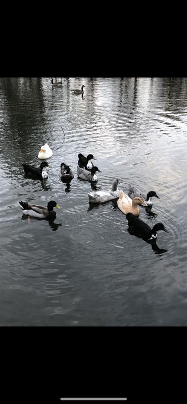 MANNA PRO Duck Layer Pellets Duck Food, 25-lb bag - Chewy.com