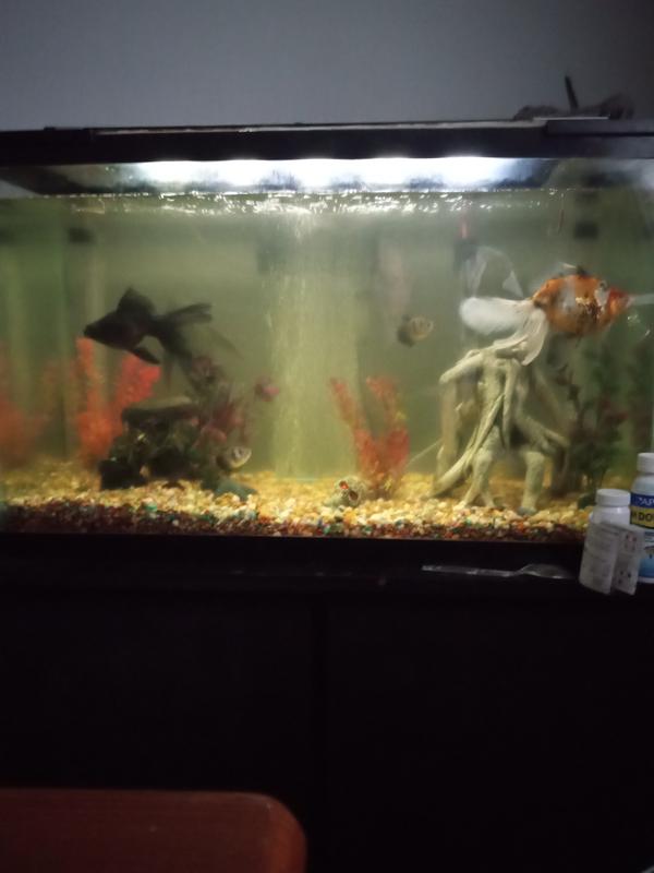 PENN-PLAX Premium Underground Aquarium Filter, 20-gal - Chewy.com