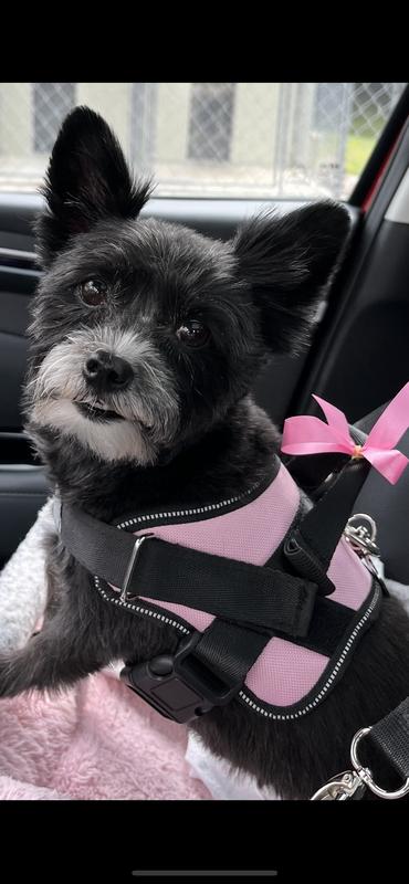 ZONISAMIDE (Generic) Capsules, 50-mg - Easy Refills | Chewy Rx