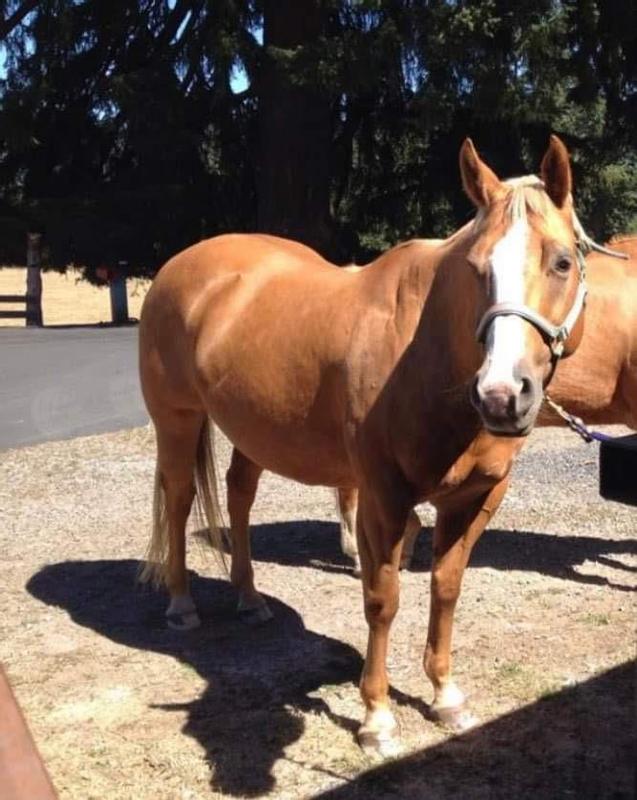 NUTRENA Empower Boost Horse Supplement, 40-lb bag - Chewy.com