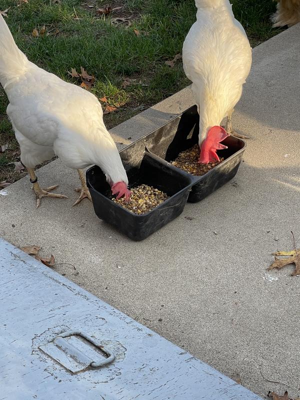 NUTRENA NatureWise Harvest Blend 18% Protein Layer Pellets Chicken Feed ...