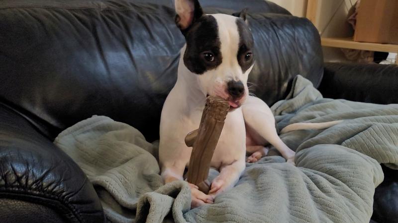 FRISCO Stick Nylon Chew Dog Toy for Heavy Chewers, Small - Chewy.com