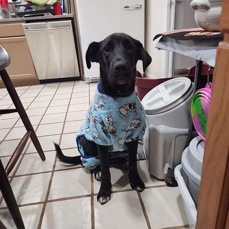 Discontinued - DISNEY Frozen's Olaf Dog & Cat Plush Fleece PJ, X-Large ...