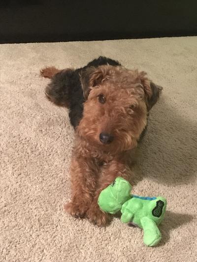 BLUE DOG BAKERY Marrow Bakes Beef Flavor Dog Treats, 12-oz bag - Chewy.com