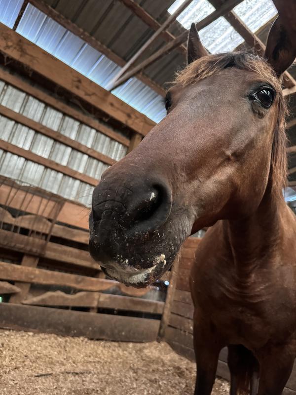 BIMEDA Exodus Pyrantel Pamoate Multi-Dose Paste Horse Dewormer, 1.66-oz ...