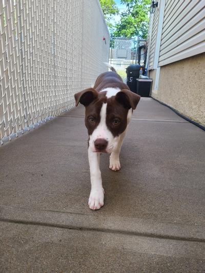 PRN PHARMACAL CoproBan Roast Beef Flavored Coprophagia Dog Deterrent ...