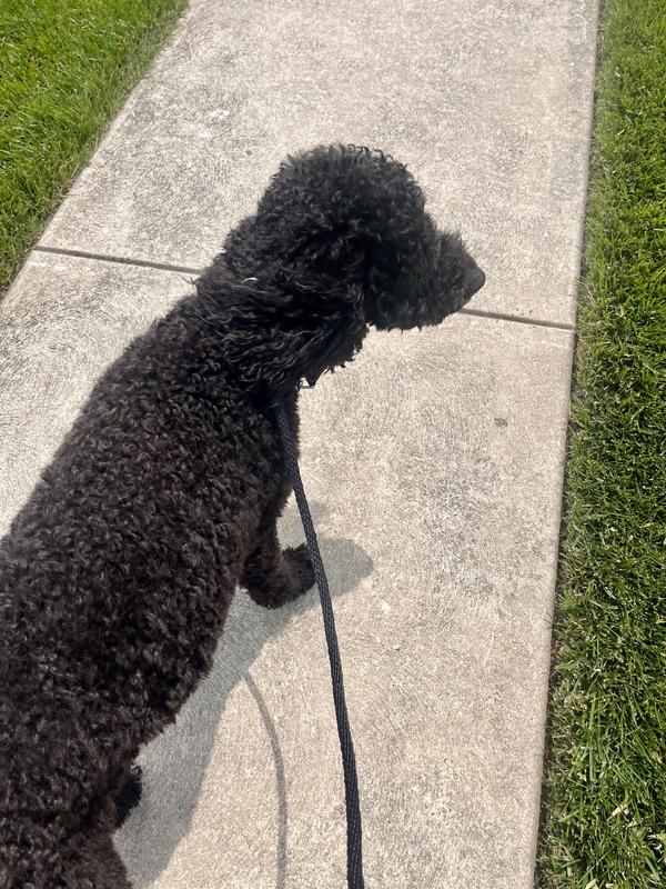 HEATHER'S HEROES The Sidekick Transitional Dog Training Leash, Blue ...