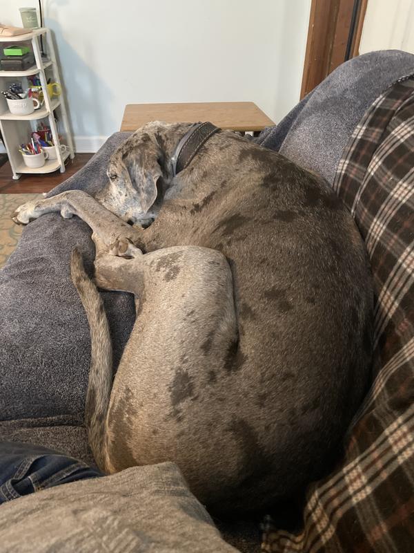 BONES & CHEWS Made in USA Beef Hock Bone Dog Treat, 2 count - Chewy.com