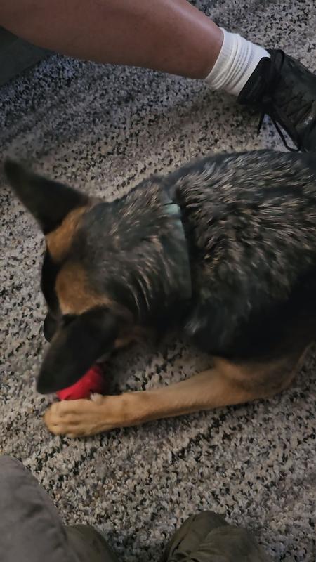 JOLLY PETS Tuff Tosser Dog Toy, 4-in - Chewy.com