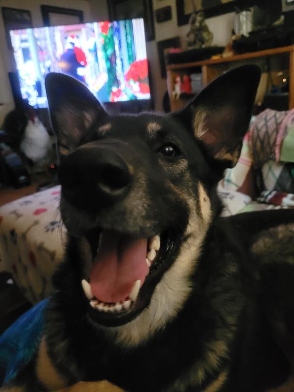 KONG Signature Balls Dog Toy, 2-pack, Red, Medium - Chewy.com