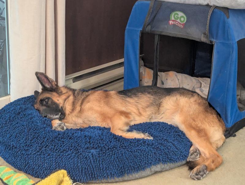 MUDDY MAT Cloud K-9 Dog Bed with Removable Cover, Grey, Small - Chewy.com