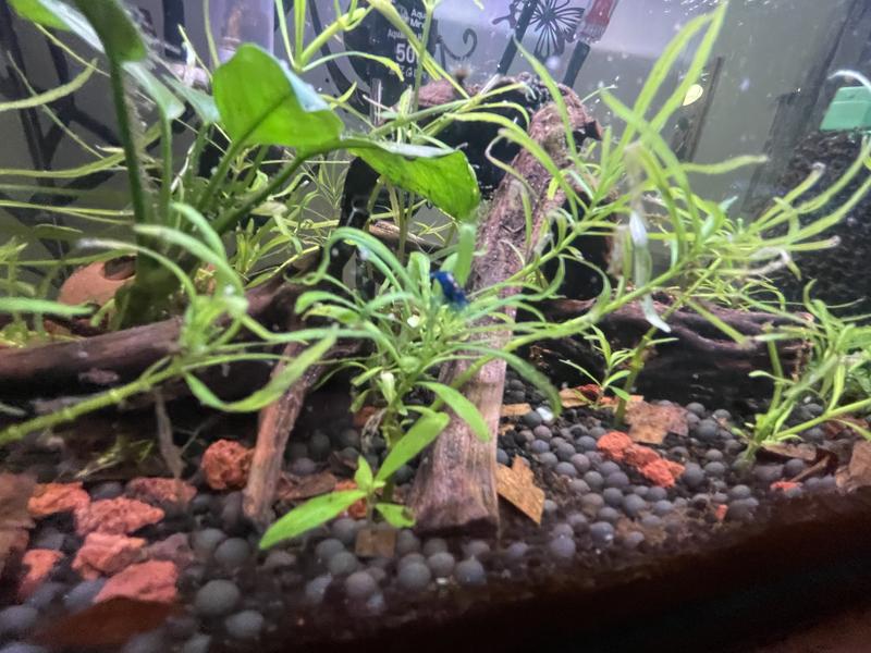 AQUEON Plant & Shrimp Aquarium Substrate, 5-lb bag, bundle of 2 - Chewy.com