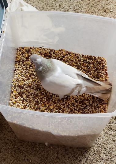 VERSELE-LAGA Classic Pigeon Food Blends 15% Popcorn Pigeon Food, 50-lb ...