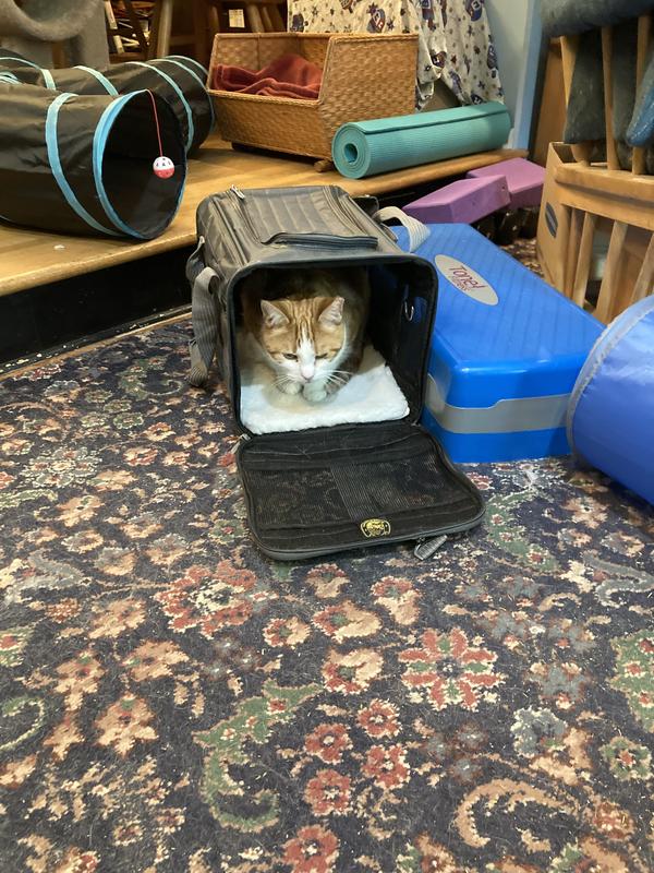 SHERPA Original Deluxe Airline-Approved Dog & Cat Carrier Bag, Charcoal ...