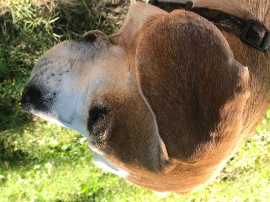 SYNOTIC (fluocinolone acetonide 0.01% and dimethyl sulfoxide 60%) Otic ...