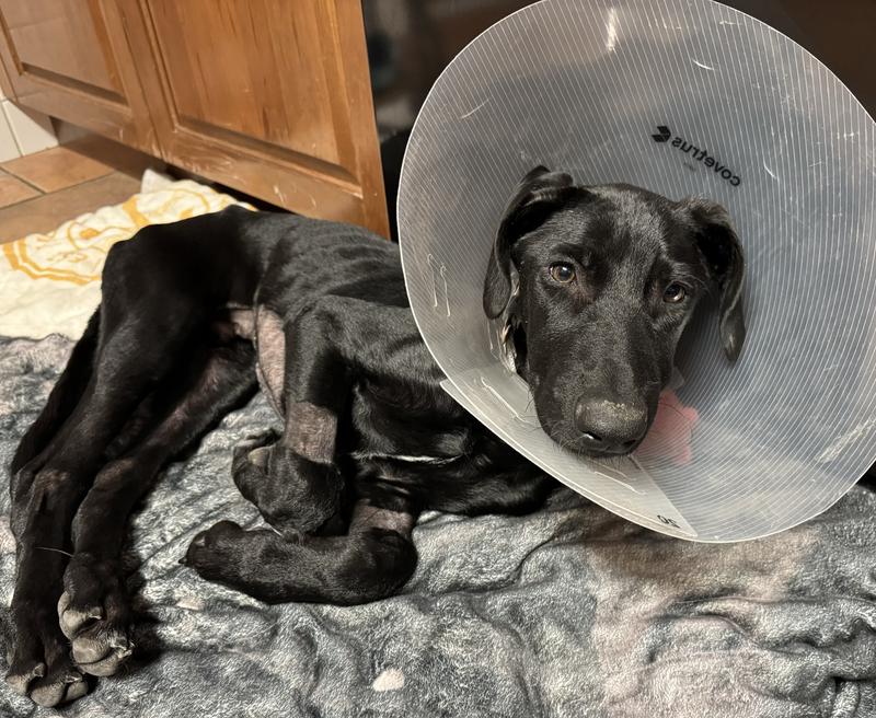 DISNEY Pumbaa Hide & Seek Puzzle Plush Squeaky Dog Toy, Small/Medium ...