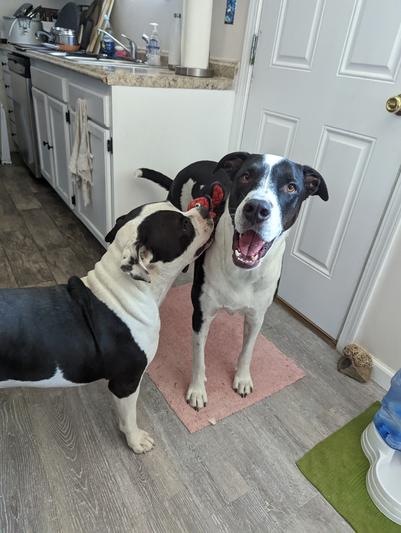 PATPET P920 Outdoor Dedicated 4000ft Remote Dog Training Collar, Meisai ...