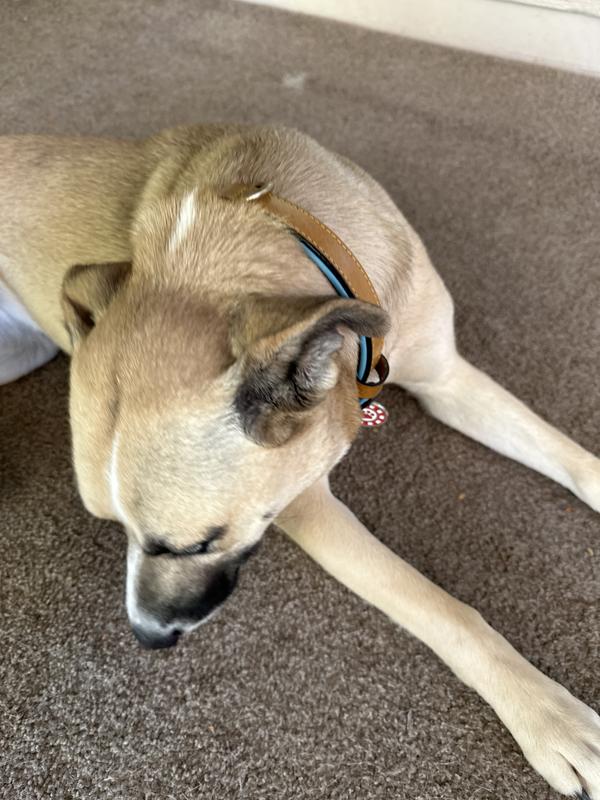 SOFT TOUCH COLLARS Leather Two-Tone Padded Dog Collar, Brown Pink ...