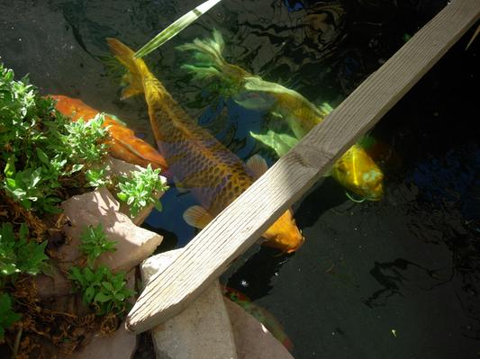 Out of Stock - KORDON Methylene Blue General Disease Prevention ...