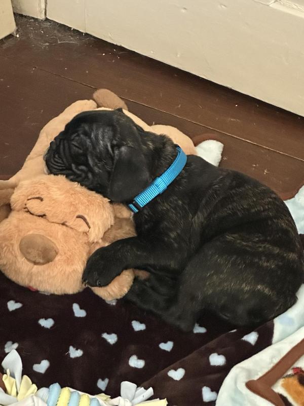 SMART PET LOVE Snuggle Puppy Comfortable Beginnings New Puppy Starter Kit Puppy, Neutral - Chewy.com