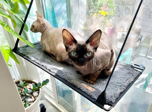 MERRICK Backcountry Grain-Free Morsels in Gravy Real Rabbit Recipe Cuts ...