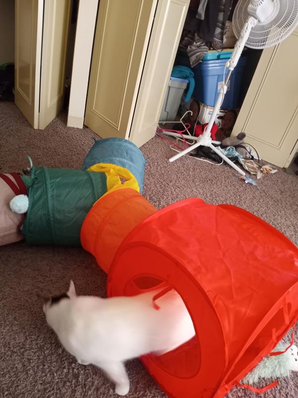 HDP Pop Open Collapsible Cat Play Cube, Yellow - Chewy.com